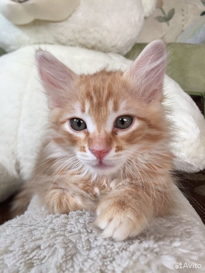Котёнок