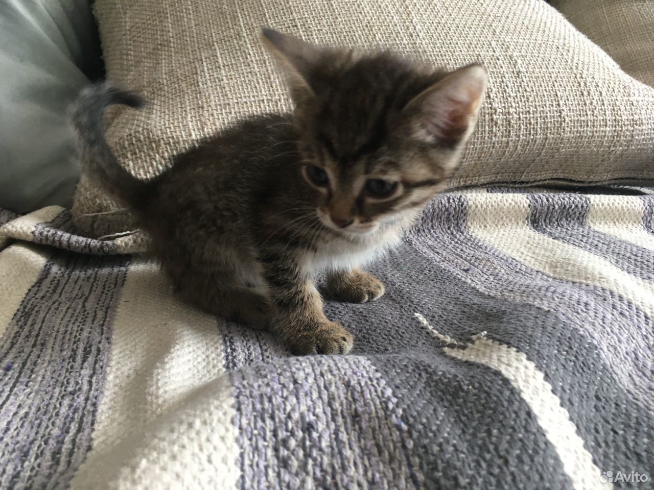Полосаты котенок. 1,5мес. Девочка