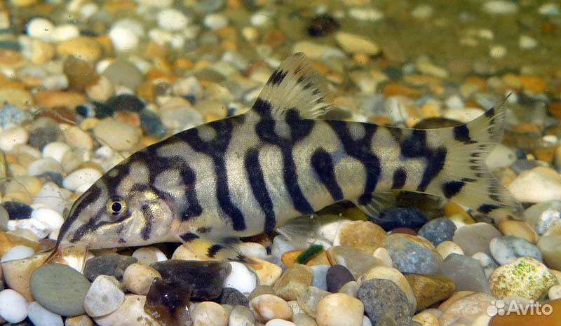 Боции мраморные 10-11см в длину