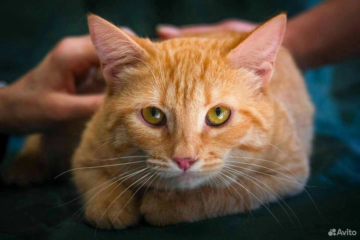 Кот