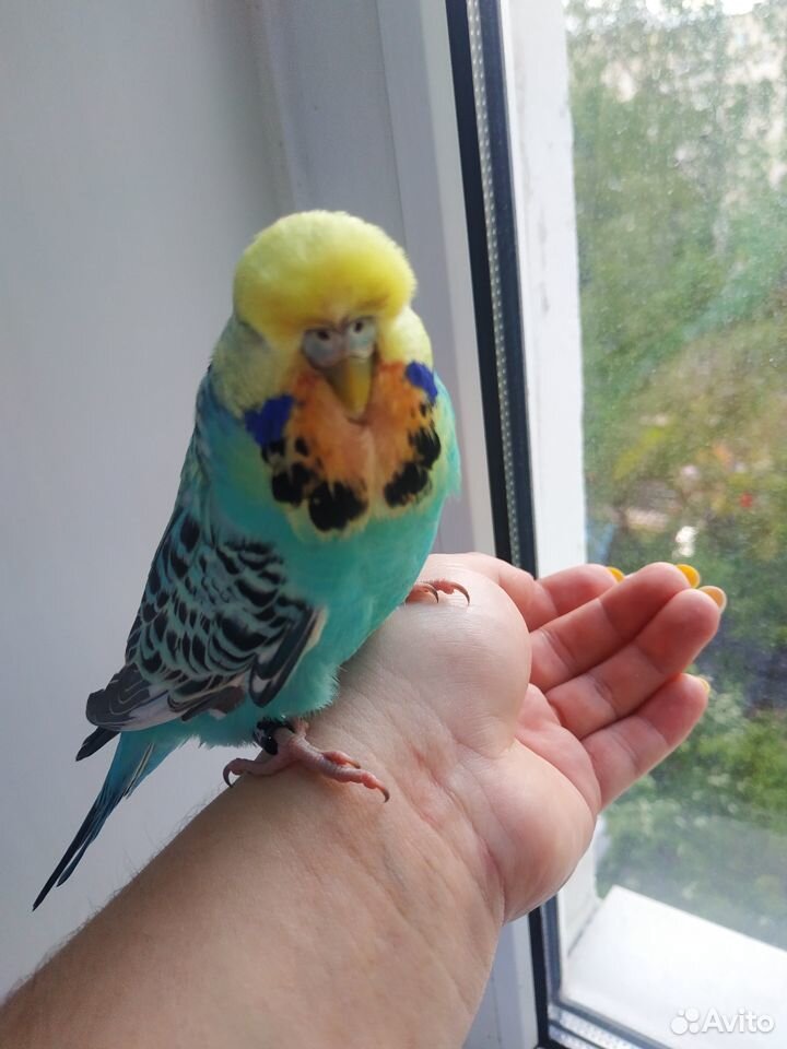 Продается самка ввп Чех