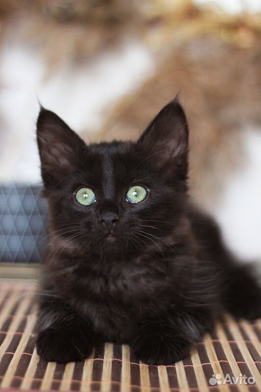 Воспитанный игривый котенок