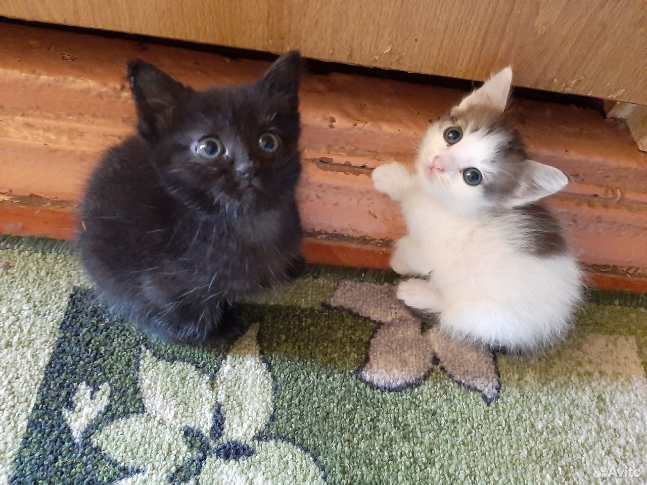 Котейки ищут дом