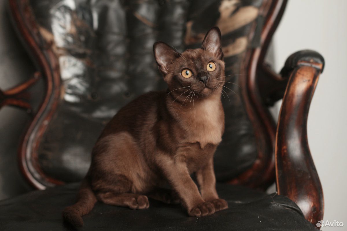 Бурманская шелковая красота