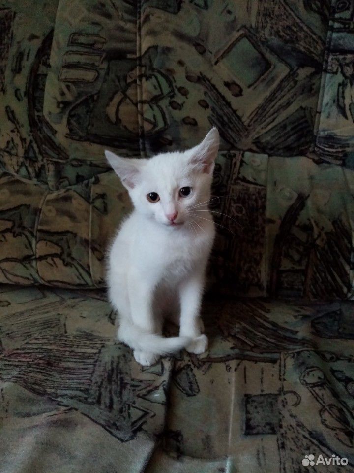 Белый разноглазый котенок