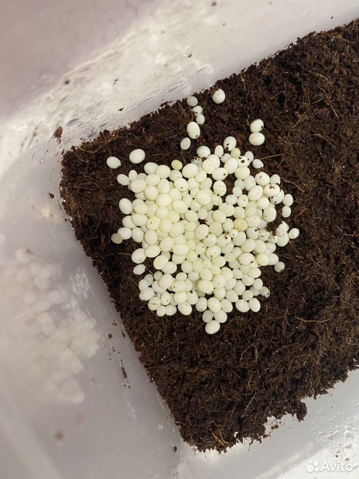 Улитята ахатины