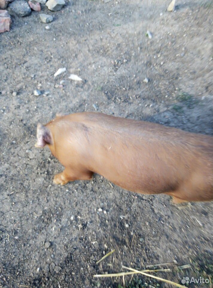 Поросенок дюрок