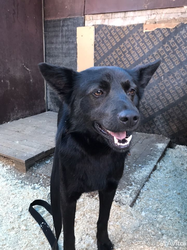 Щенок Байкал