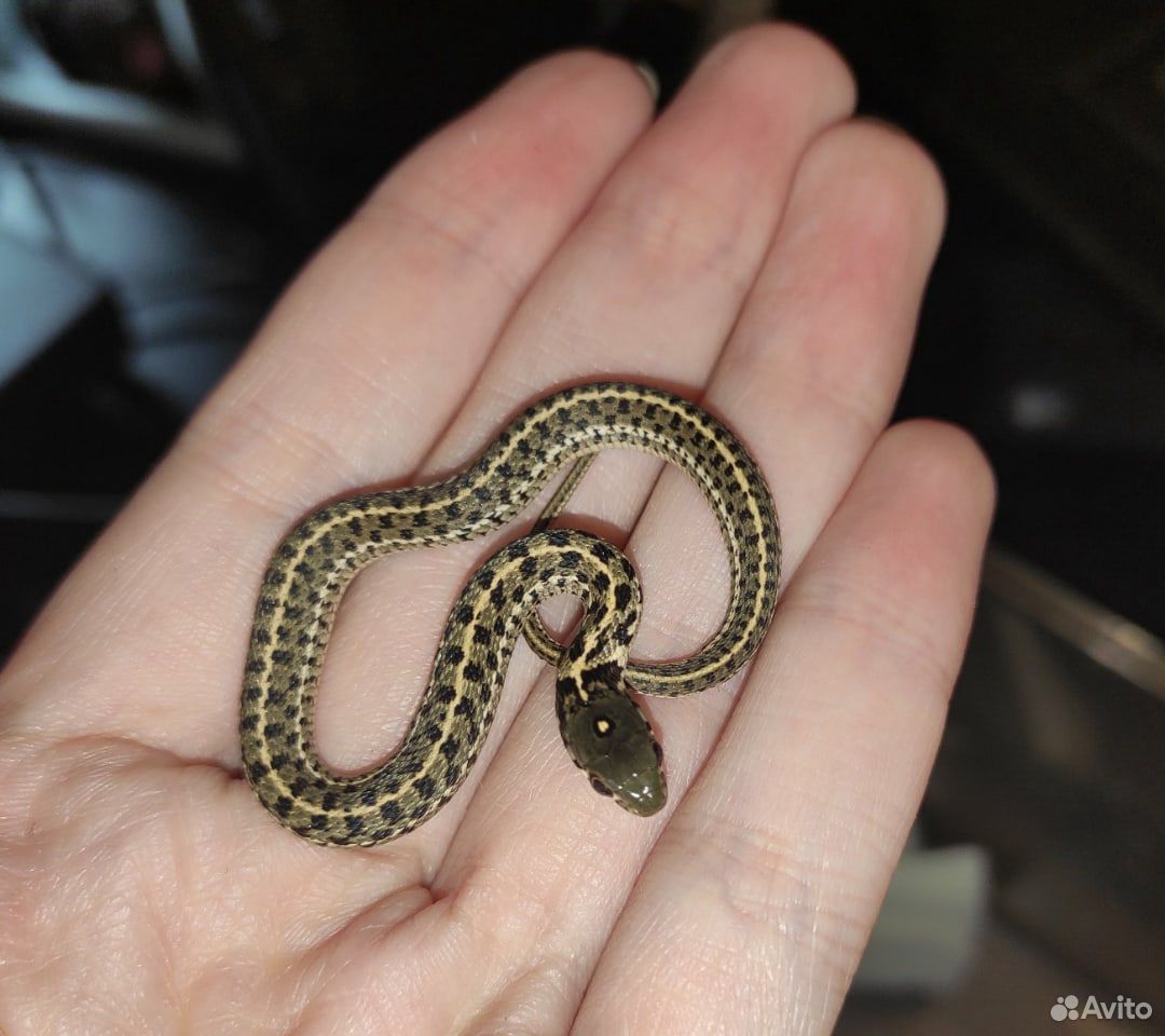 Подвязочные змеи