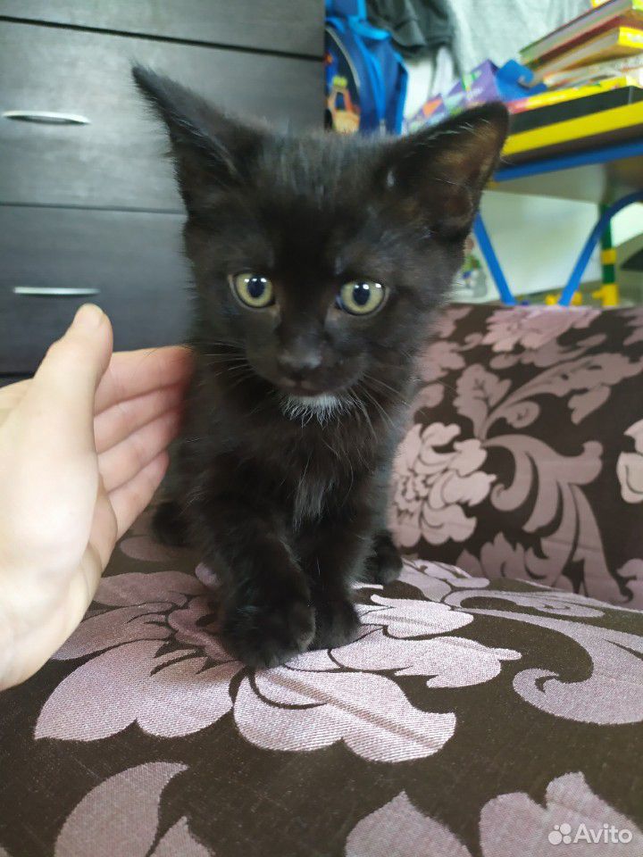 Черный котенок в добрые руки