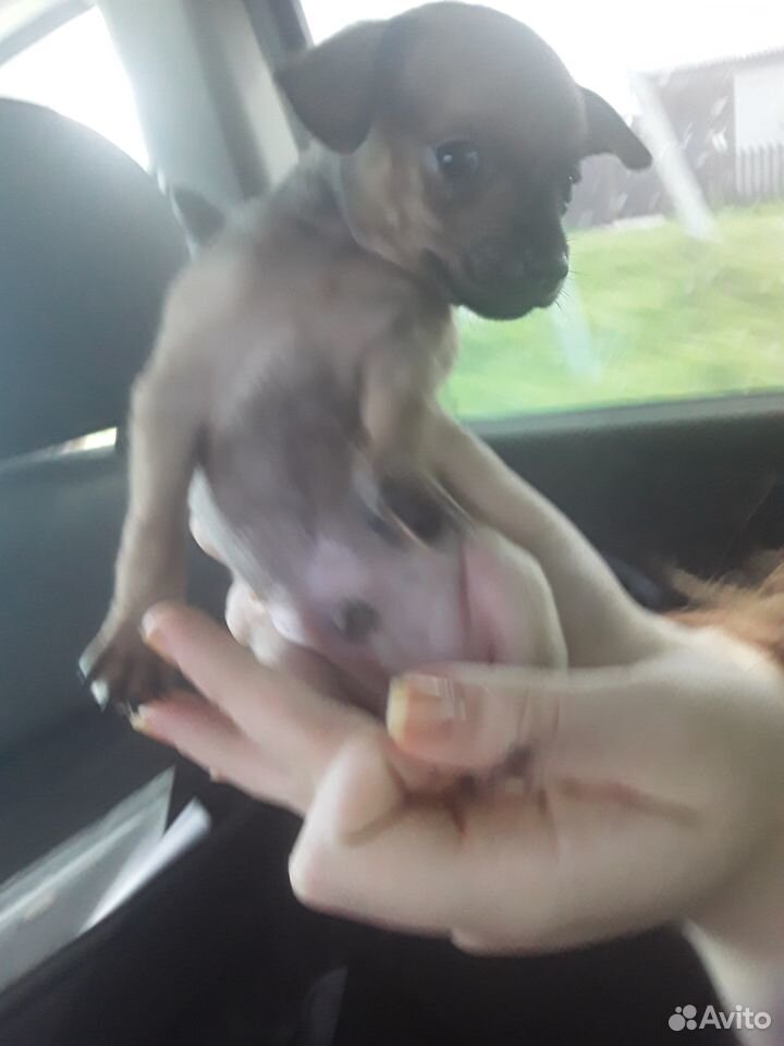 Той- Терьер