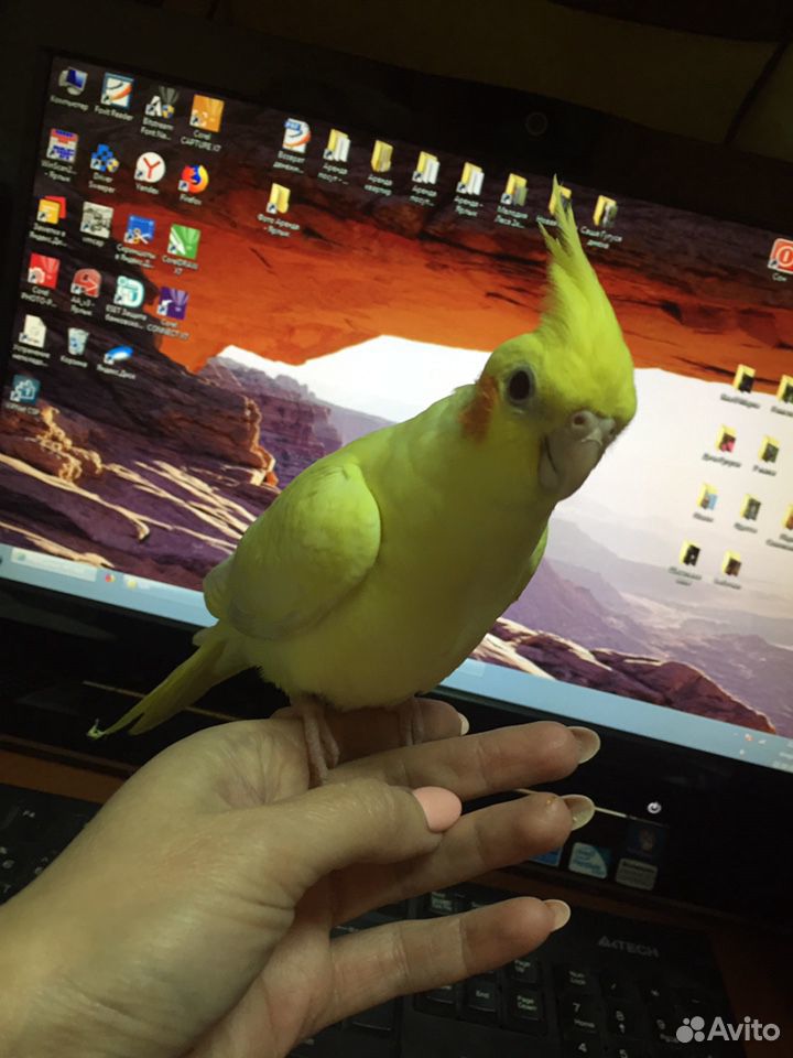 Продам попугайчиков Карела