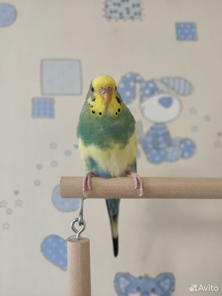 Волнистый попугай (самка)