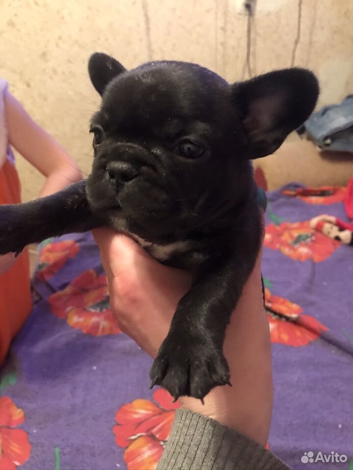 Французский бульдог