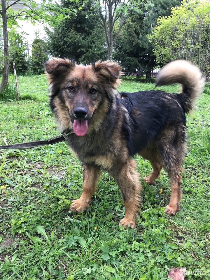 Маффин ищет дом