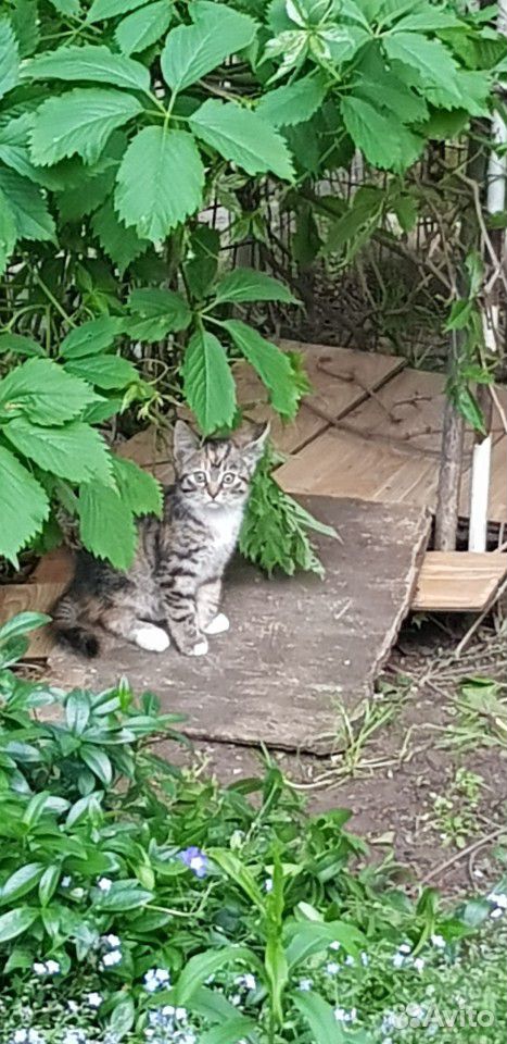 Котенок девочка трехцветка Маруська 2мес в дар