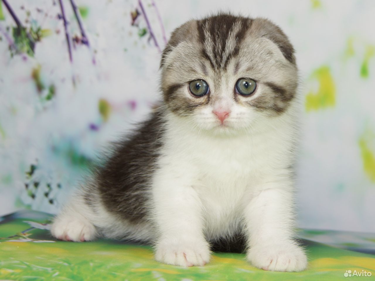 Шотландский котик чудо вислоухое
