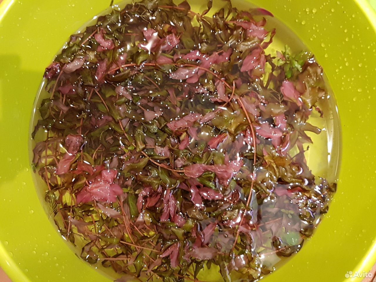 Растения Ротала Rotala macrandra