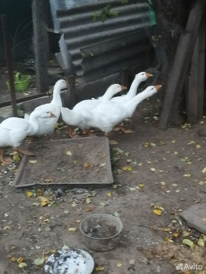 Любимые птицы
