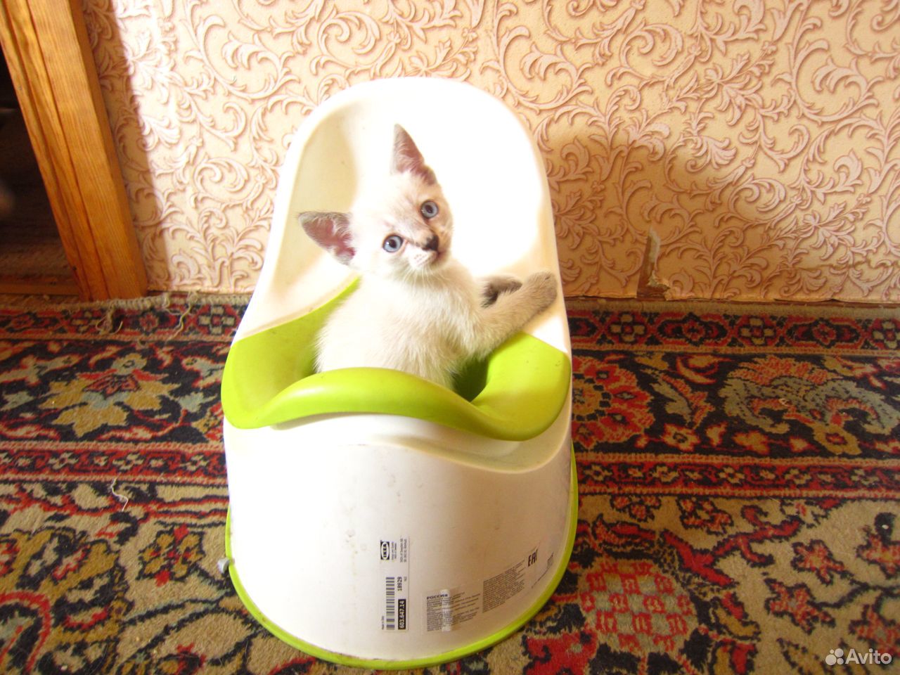 Котята 1.5 месяца