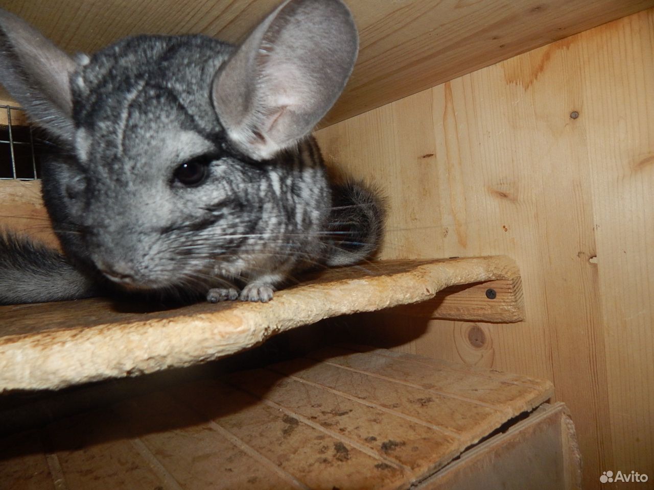 Шиншилла мальчик
