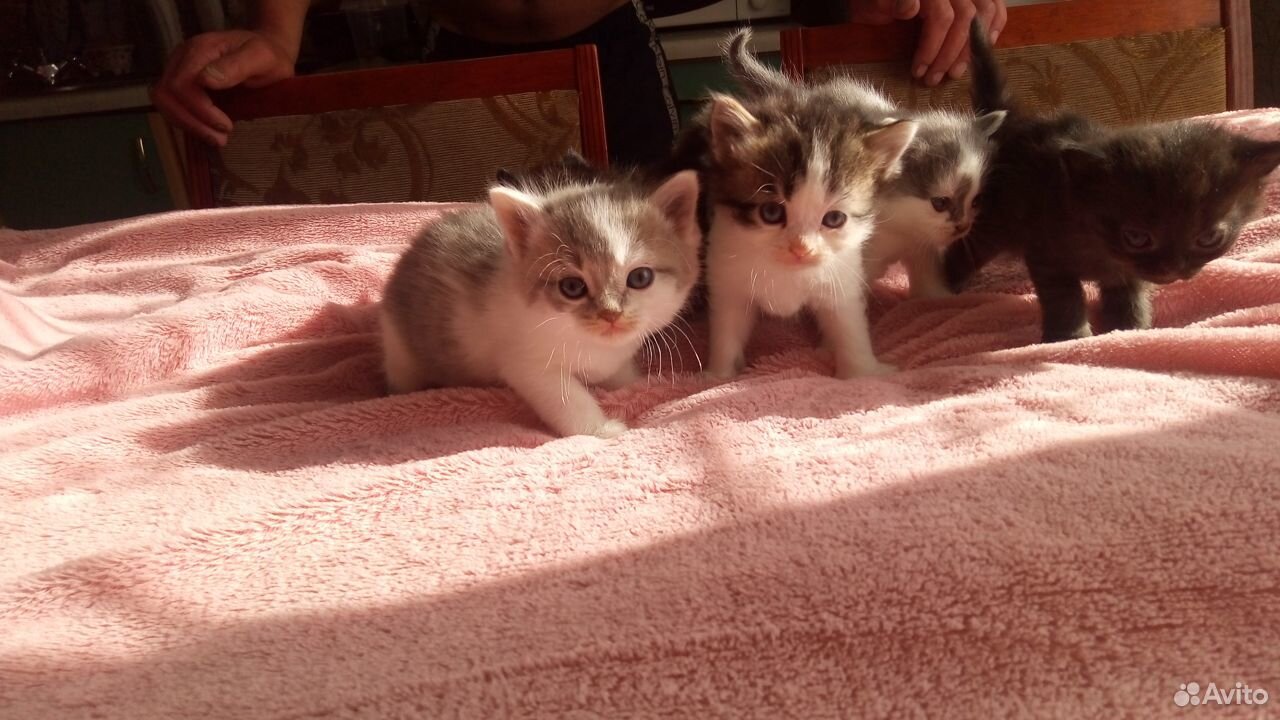 Маленькие милашки 1 месяц,кушают самостоятельно,к