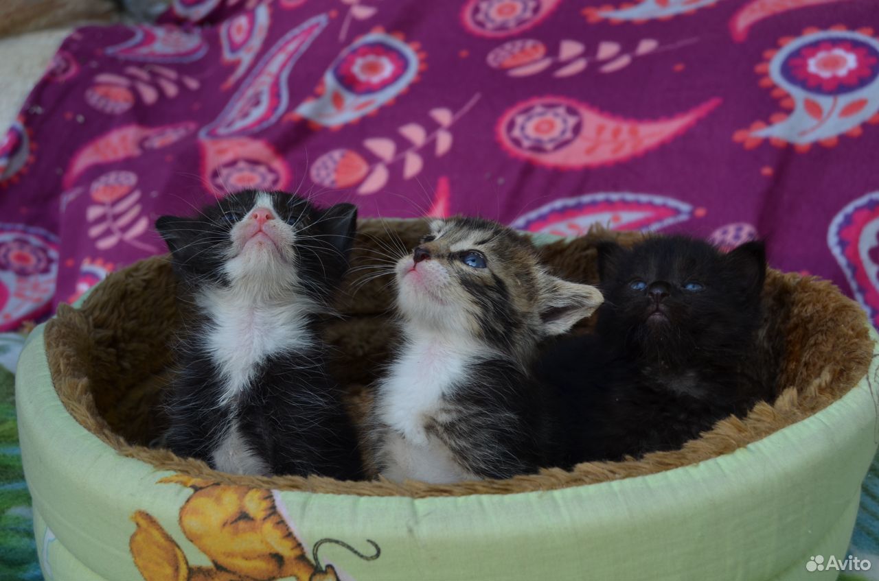 Крохотульки в поисках дома