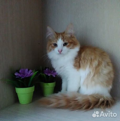 Сибирский котенок
