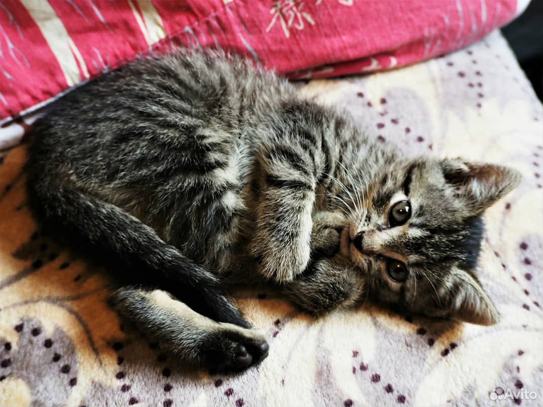 Котенок Люся ищет дом