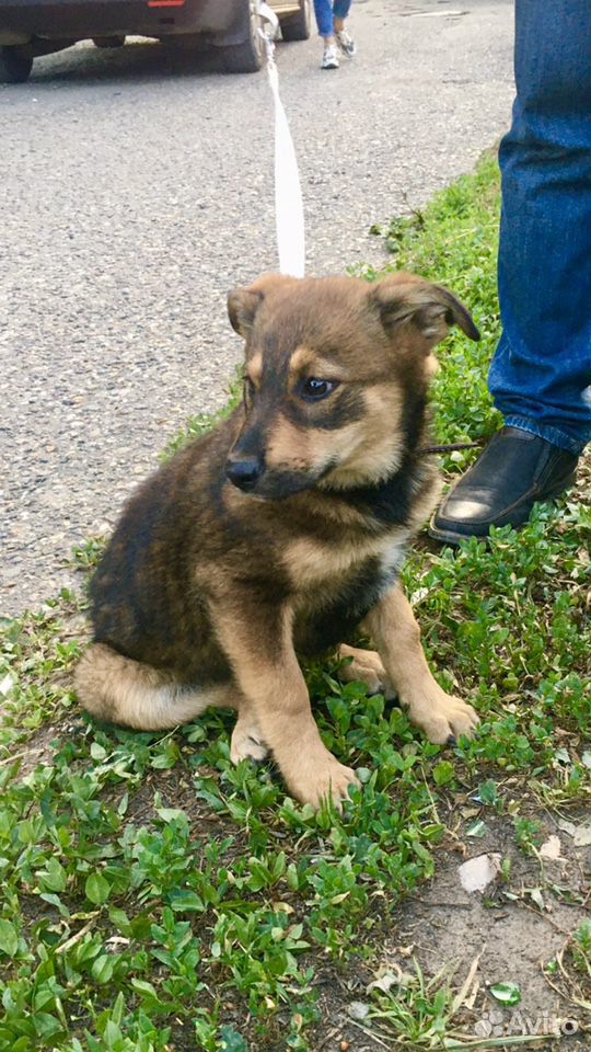 Собака. Щенок