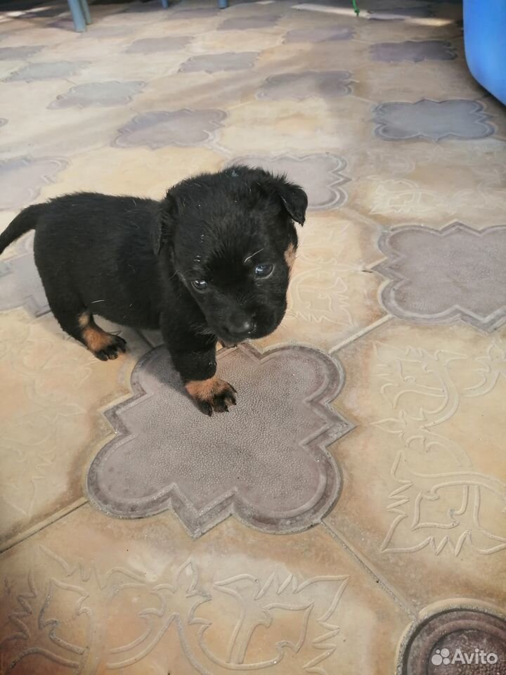 Щенки - дворняги, мальчики. Отдам в хорошие руки