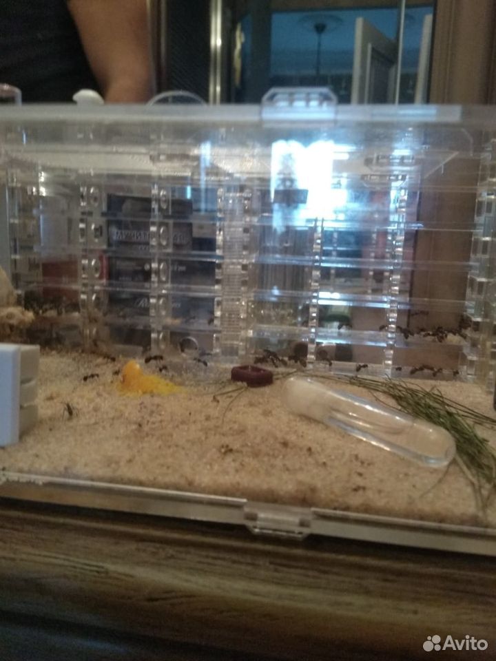 Продам формикарий с муравьями