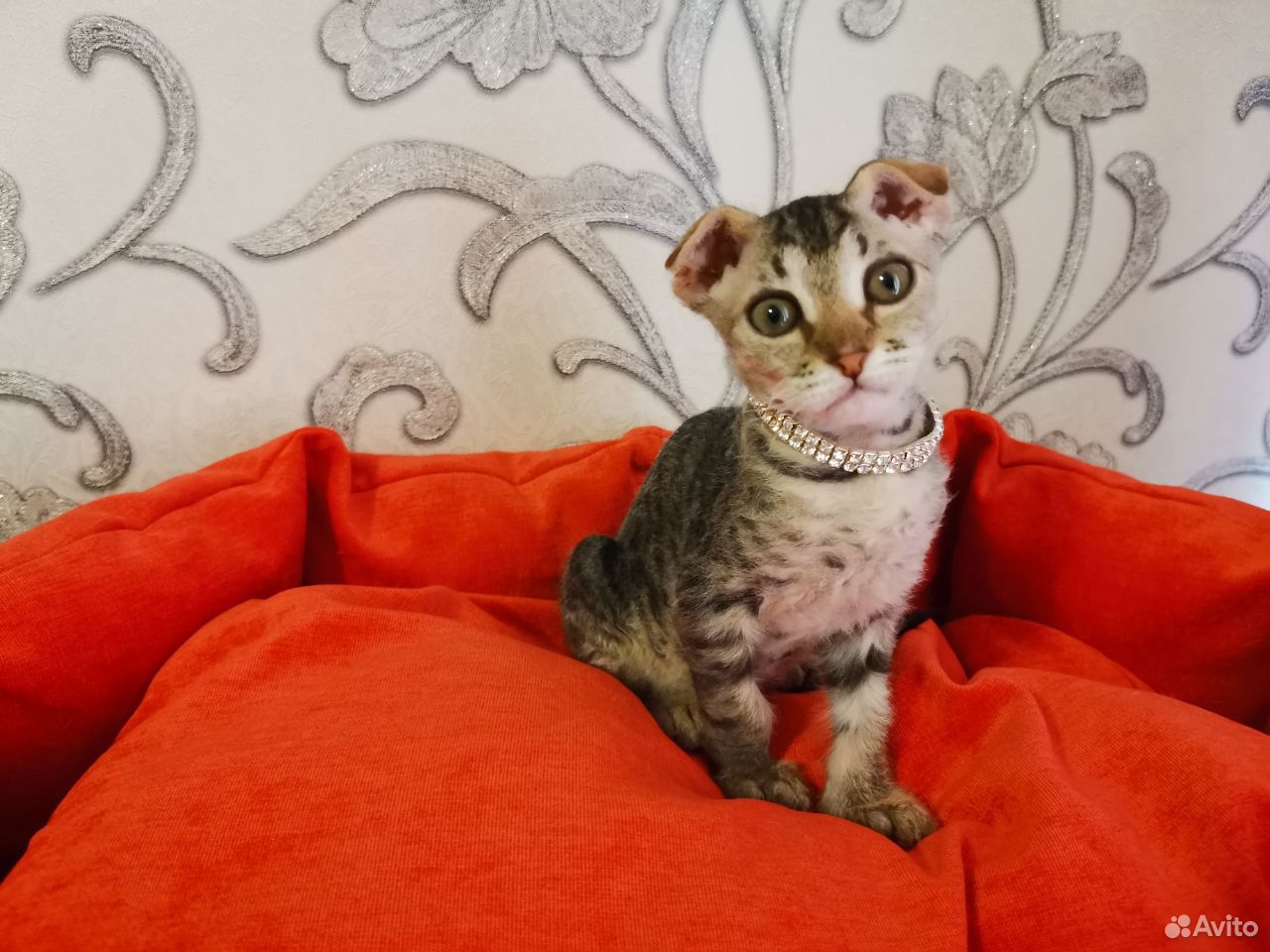Котенок Украинский Левкой