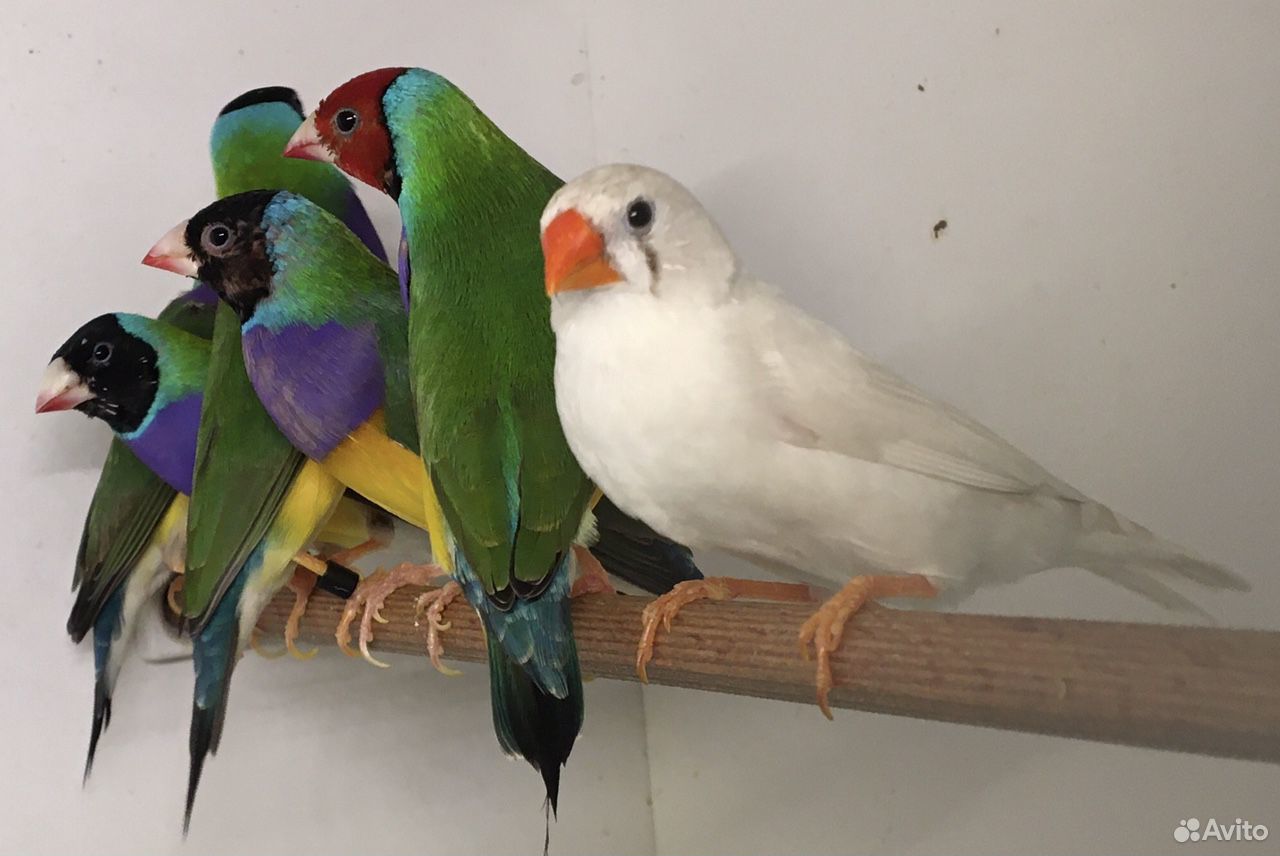 Амадина зебровая самка