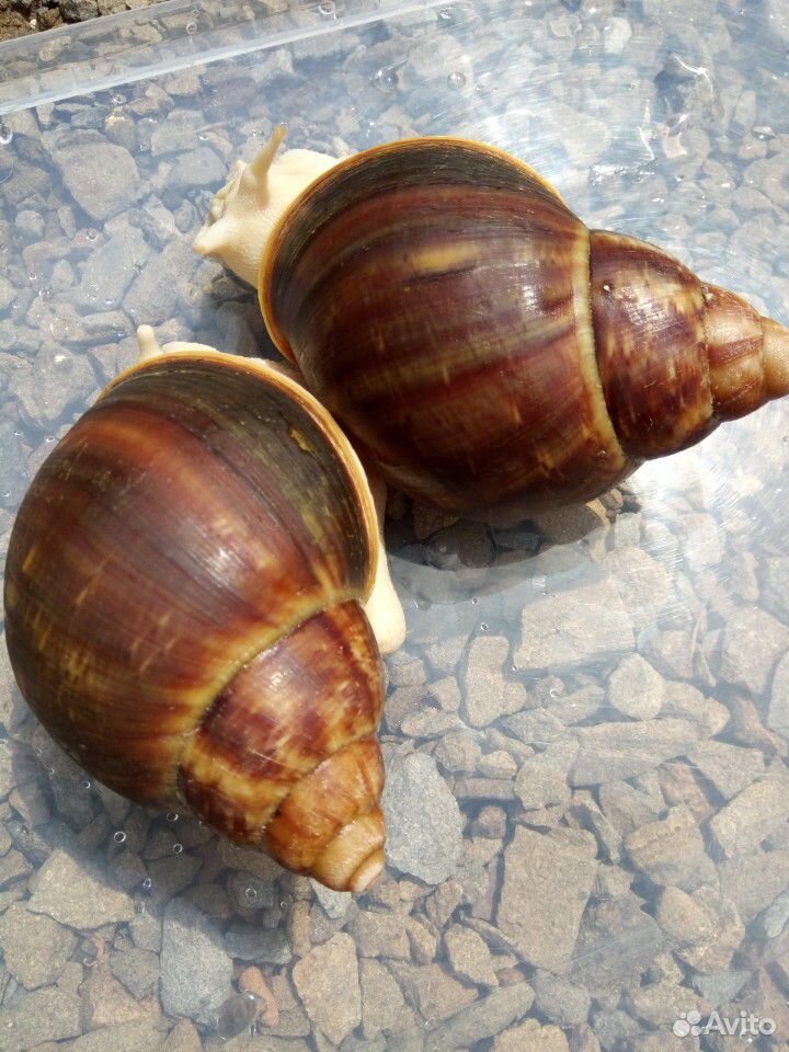 Архахатина Паулаэрти Альбино