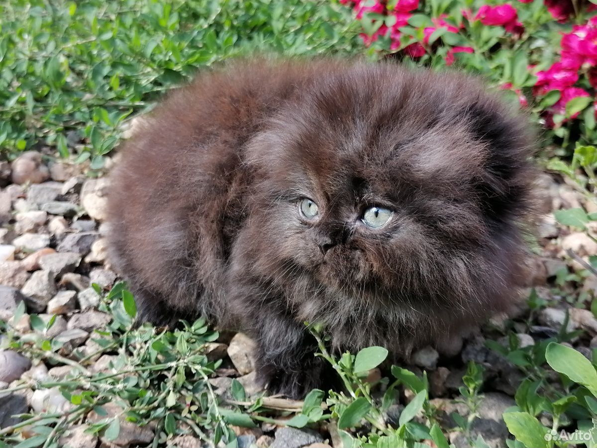 Шотландский Хайленд Фолд