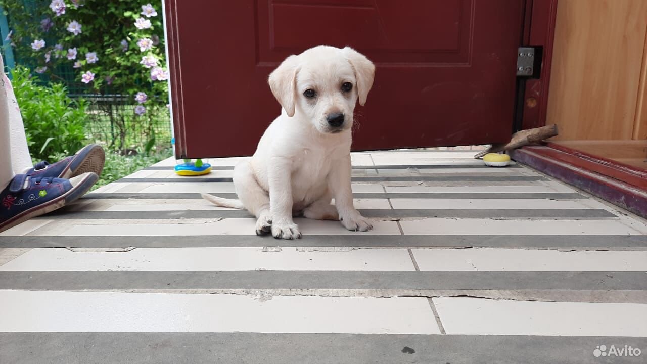 Лабрадор ретривер