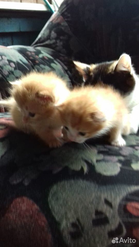Продам котят
