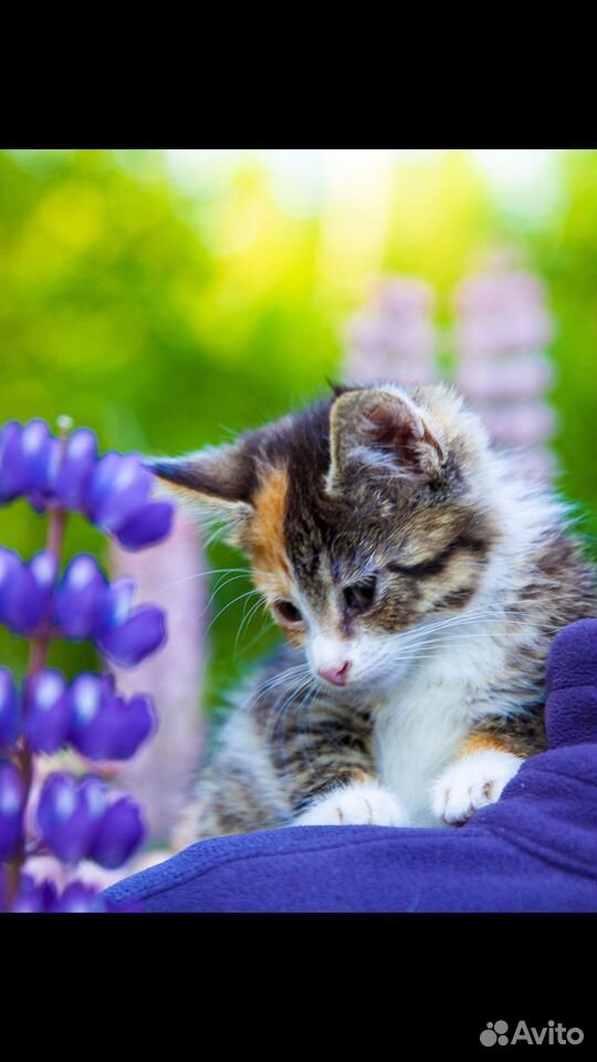 Маленькая трехцветная кошечка