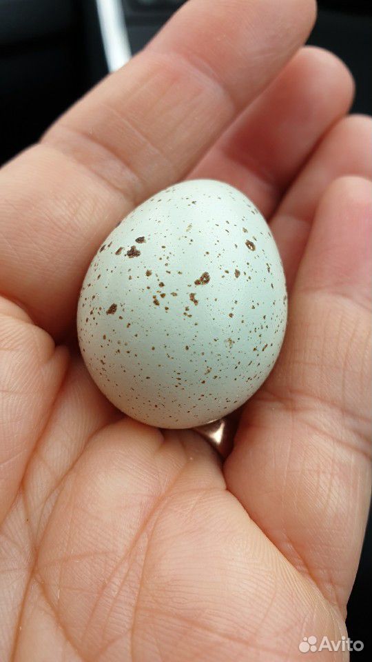 Перепела селадон