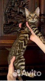 Роскошные бенгальские котята 2 месяца, видео
