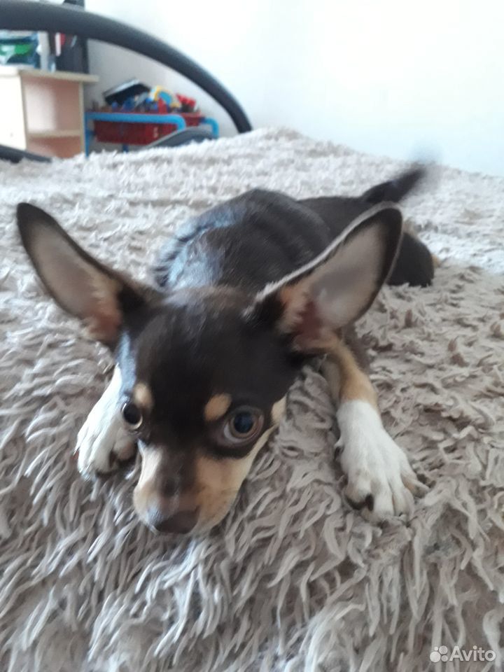 Чишка-мальчишка