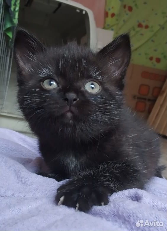 Котёнок девочка 1 мес в добрые руки