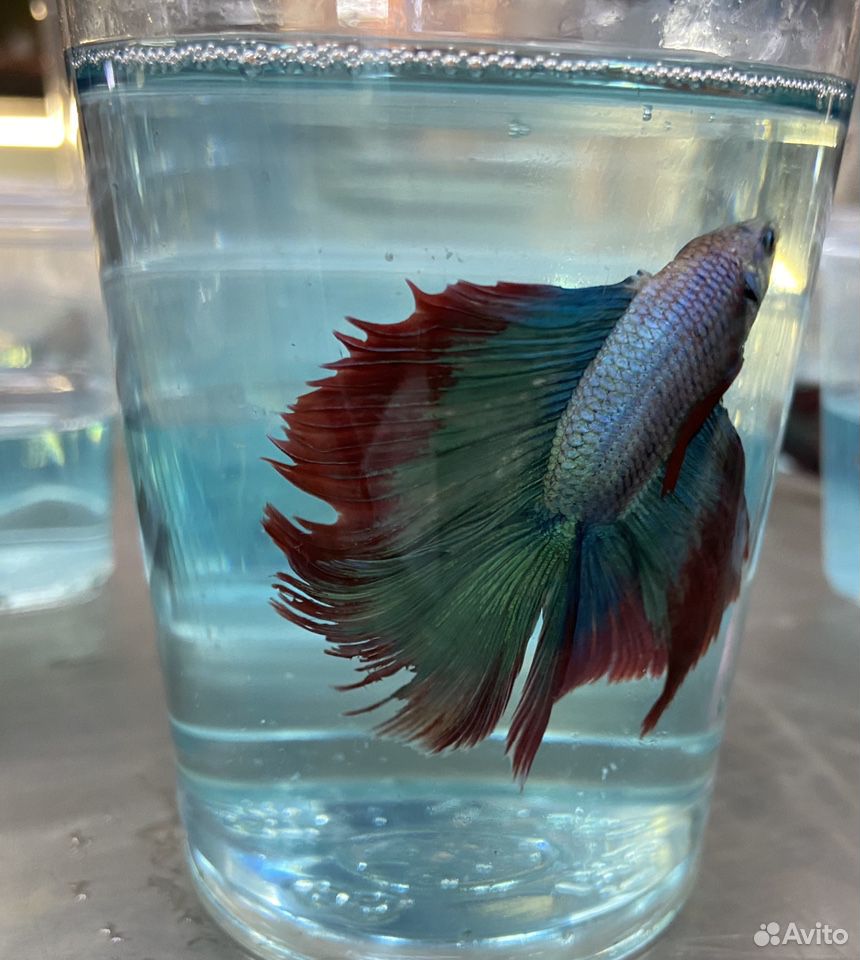 Петушок двойной хвост бирюзово красный мегапышный