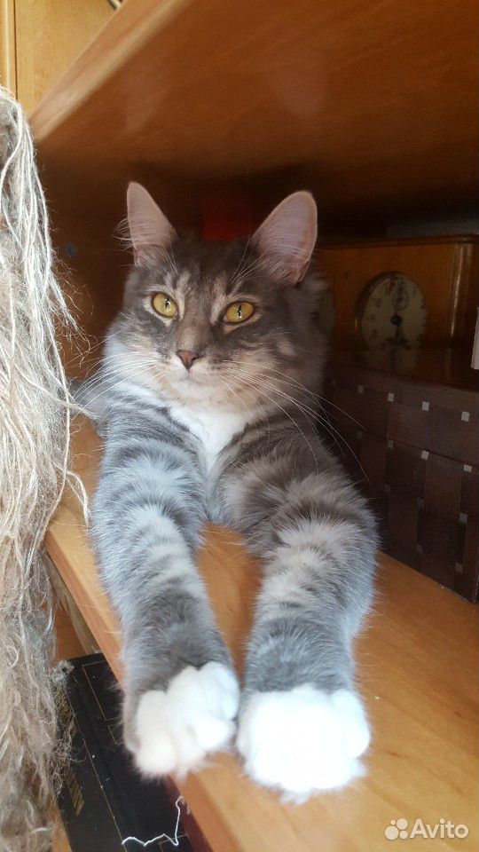 Молодой котик Пушок ищет дом