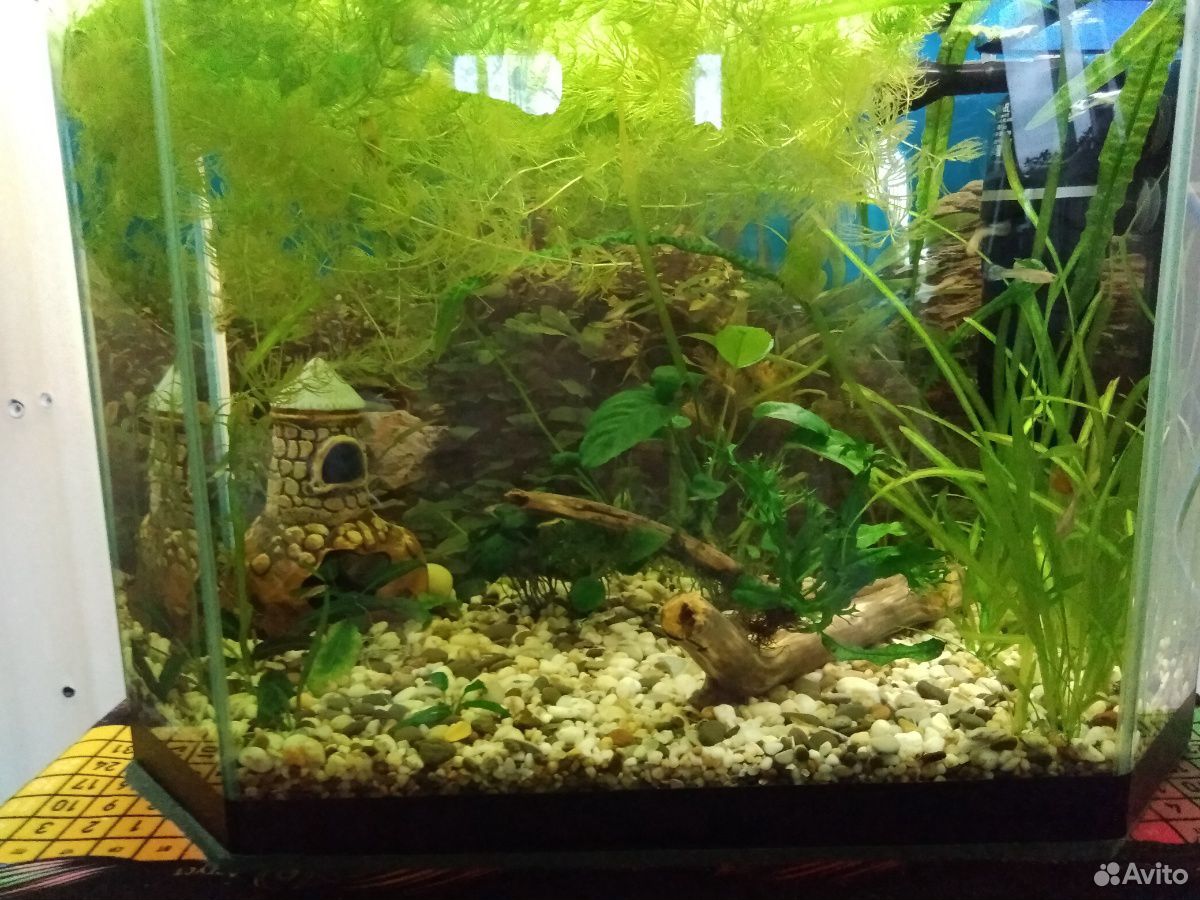 Мальки гуппи