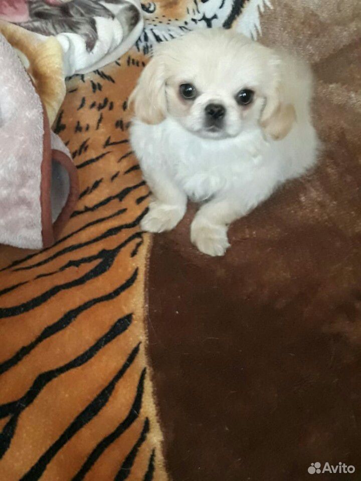 Пекинесики