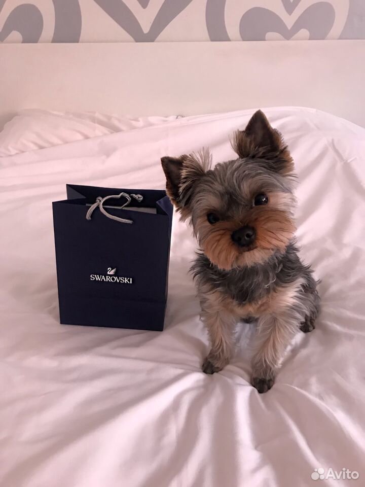 Йоркширский терьер вязка