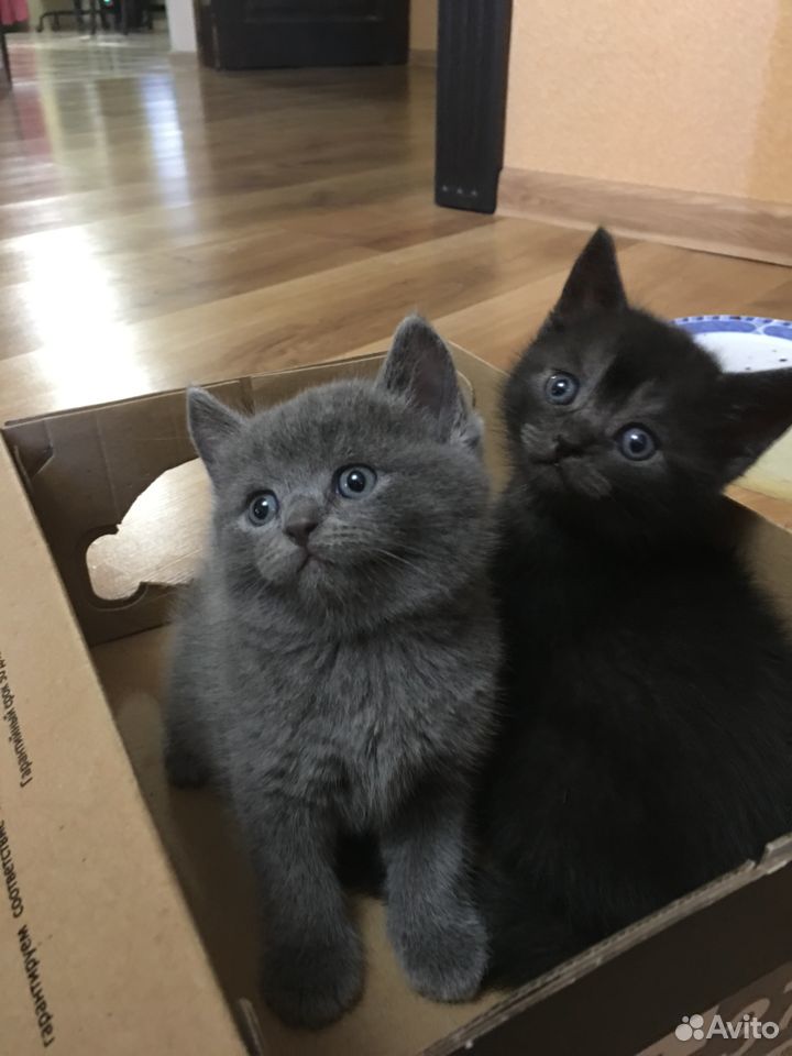 Отдам котят