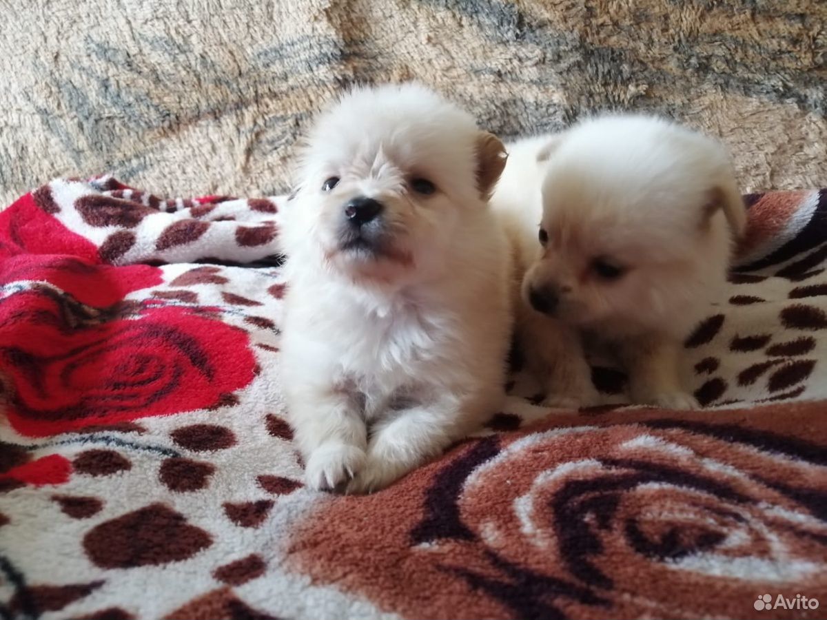 Щеночки шпица